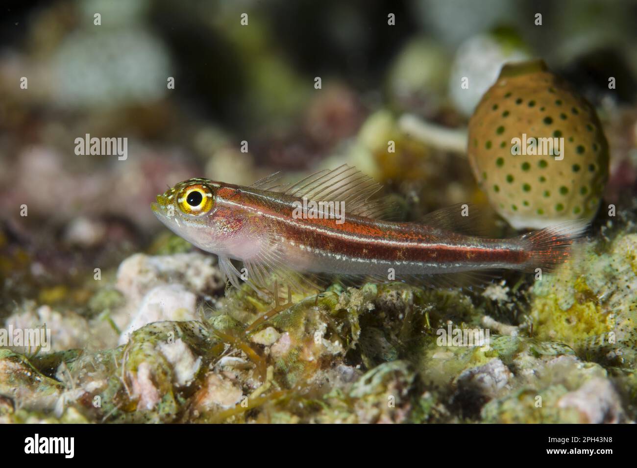 Striped Triplefin (Helcogramma striatum) adult, Sebayor Point, between ...