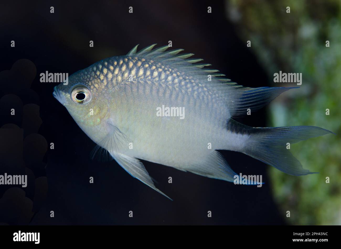 Acanthochromis polyacanthus hi-res stock photography and images - Alamy