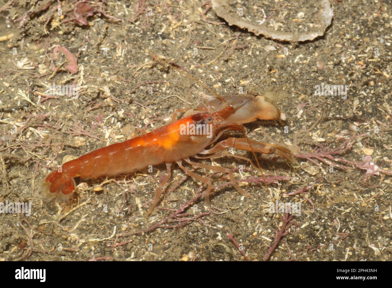 Pistol crabs hi-res stock photography and images - Alamy