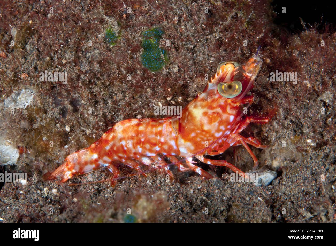 Humpback shrimp (Metapenaeopsis lamellata) adult, resting on sand at ...