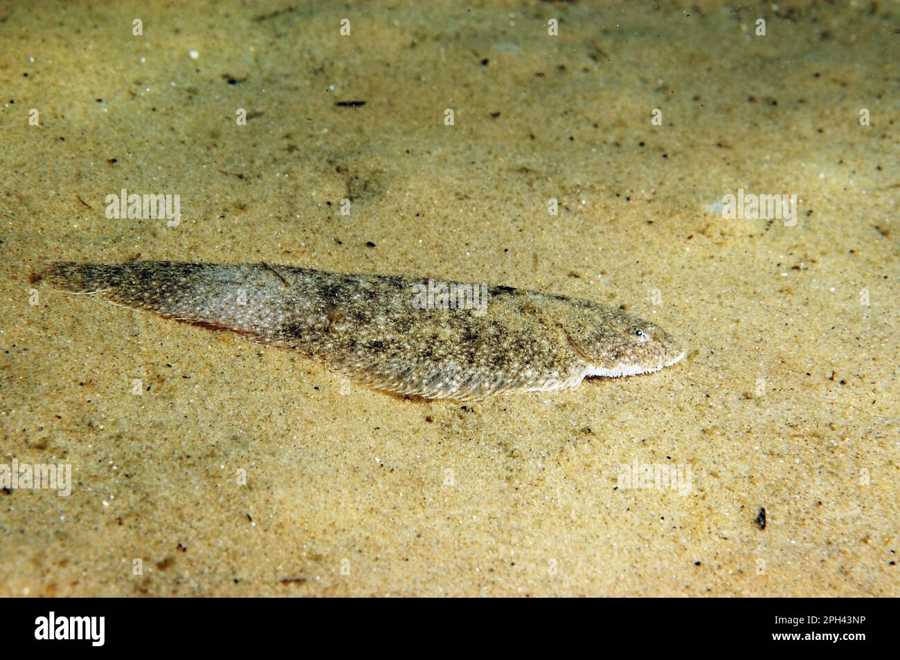 Dover Sole (Solea solea) adult, resting on sandy seabed, Studland Bay ...
