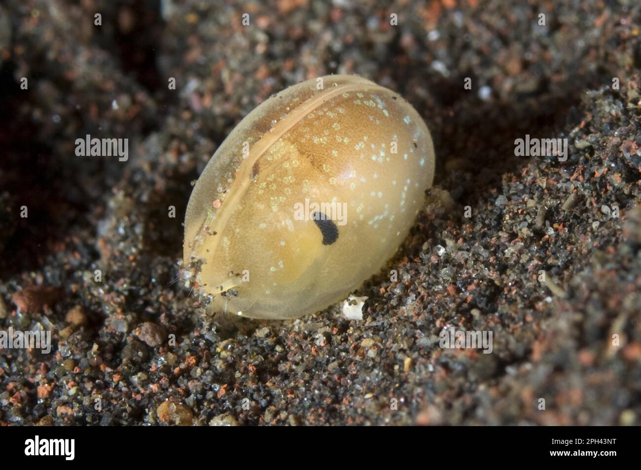 Ostracoda hi-res stock photography and images - Alamy