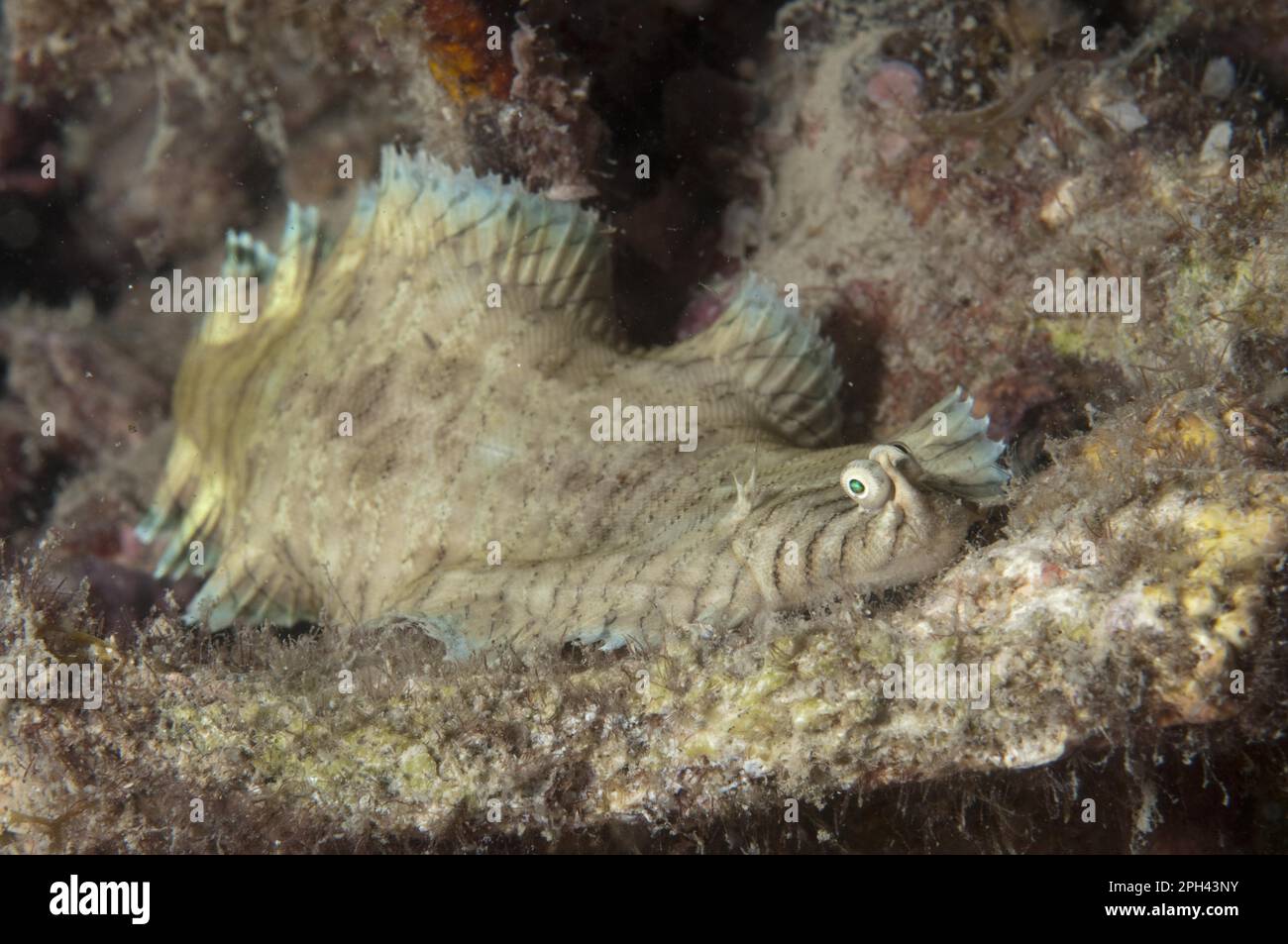 Banded Sole, Banded Sole (Soleichthys heterorhinos), Other animals ...