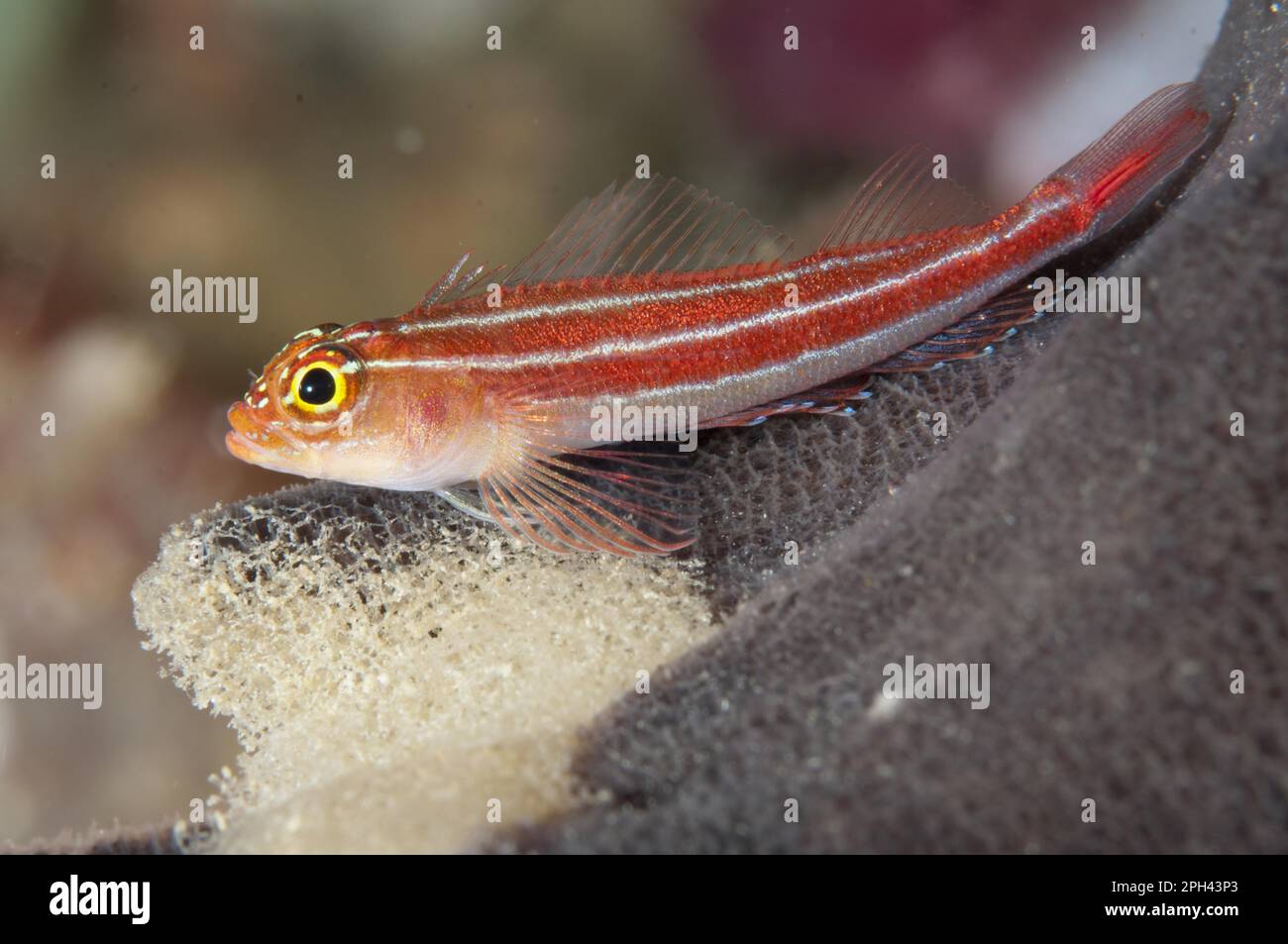 Striped Triplefin (Helcogramma striatum) adult, resting on coral ...