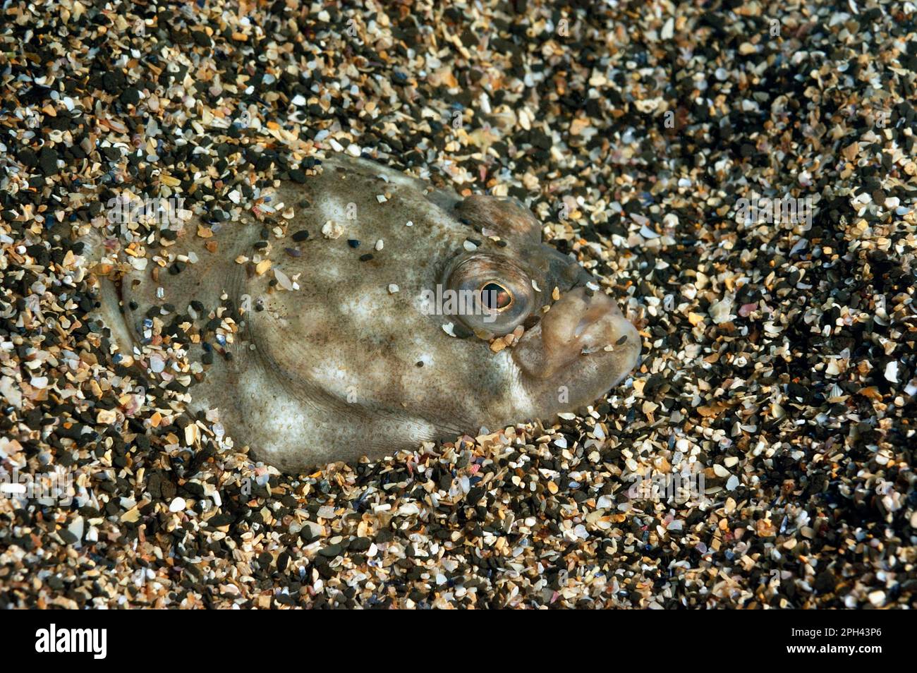 European european plaice (Pleuronectes platessa) adult, buried in ...