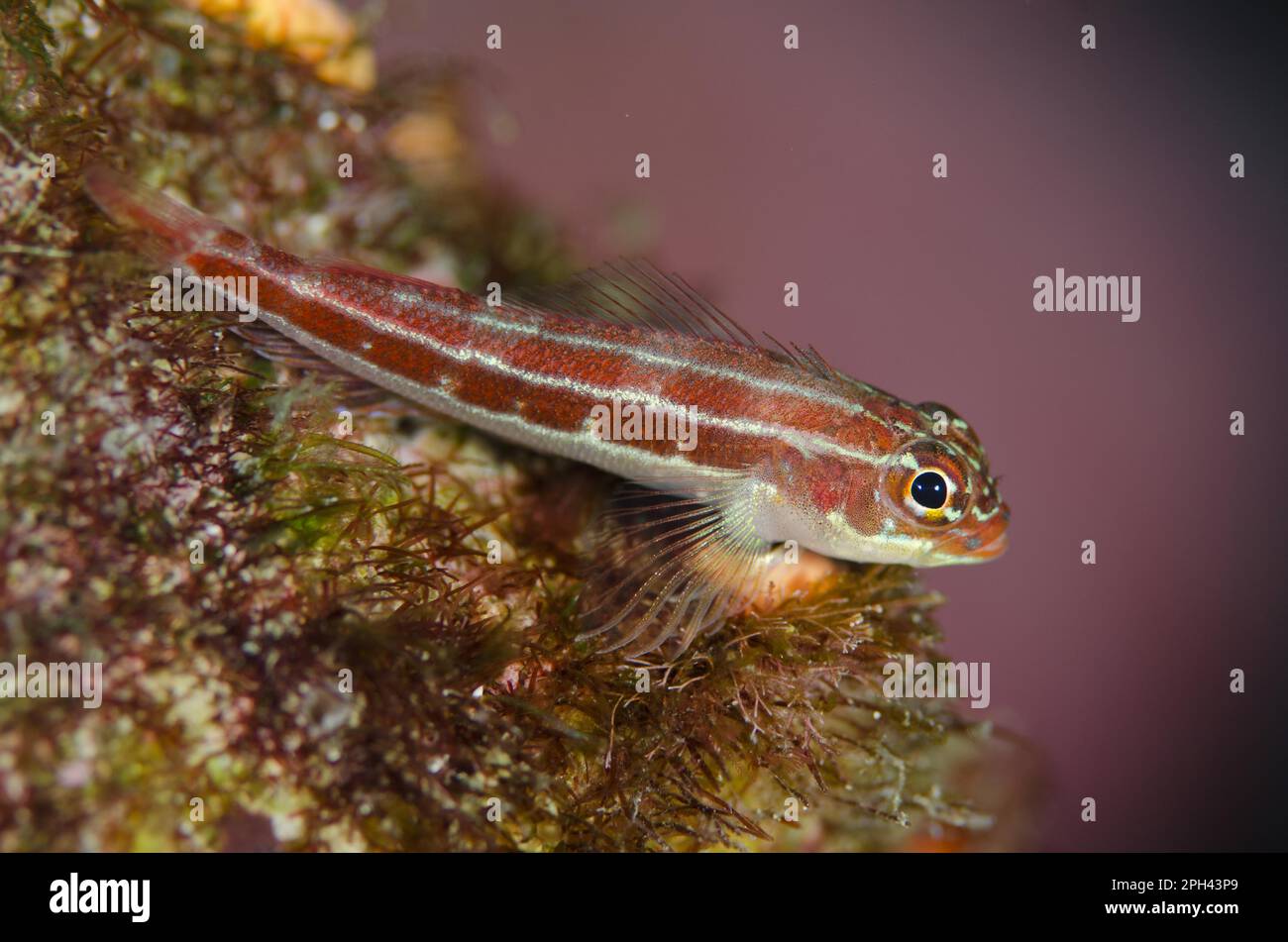 Striped Triplefin (Helcogramma striatum) adult, Tatawa Kecil, between ...
