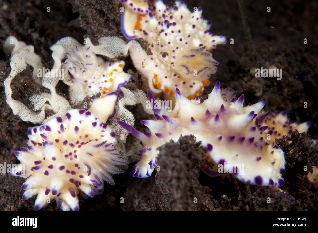 Multi-pustuled Mexichromis Nudibranch (Mexichromis multituberculata ...