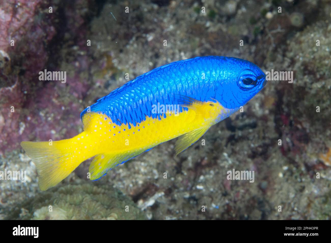 Goldbelly Damsel (Pomacentrus auriventris) adult, swimming in reef ...