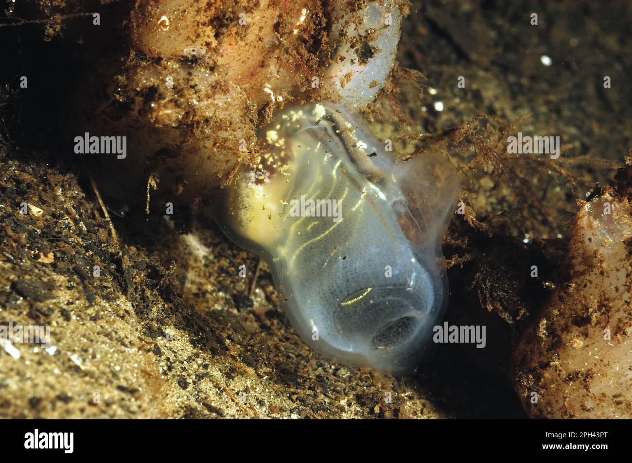 Parallel sheaths hi-res stock photography and images - Alamy