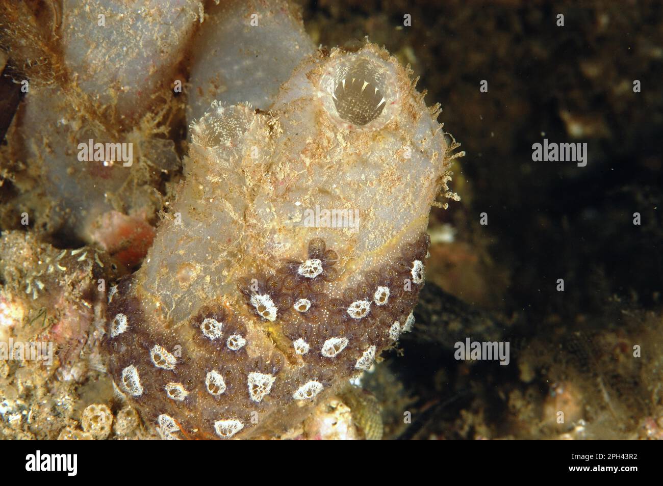 Sea squirt, european sea squirt (Ascidiella aspersa), Other animals ...