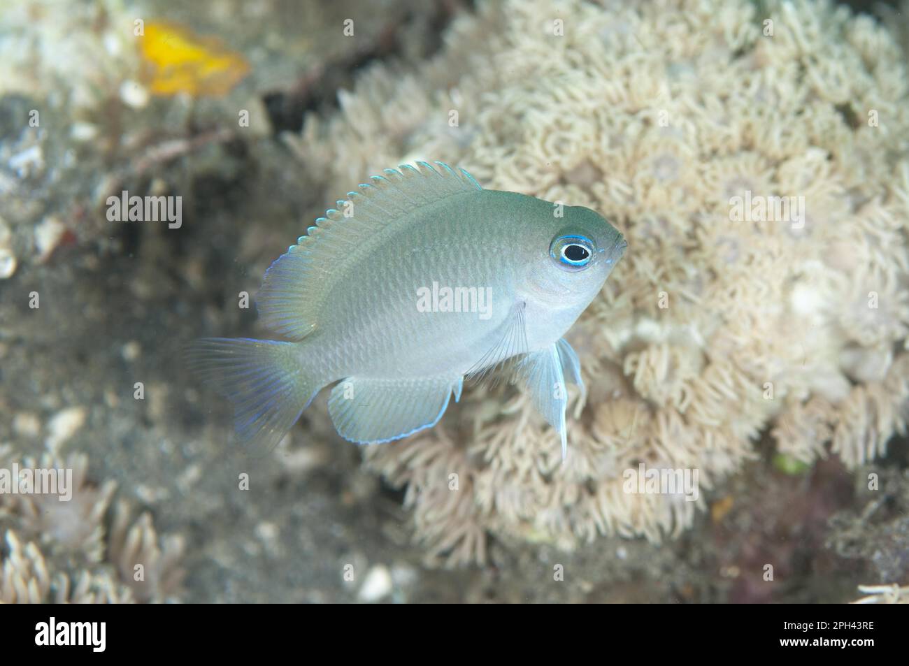Reid's Damsel (Pomacentrus reidi) juvenile, swimming, Lembeh Straits ...