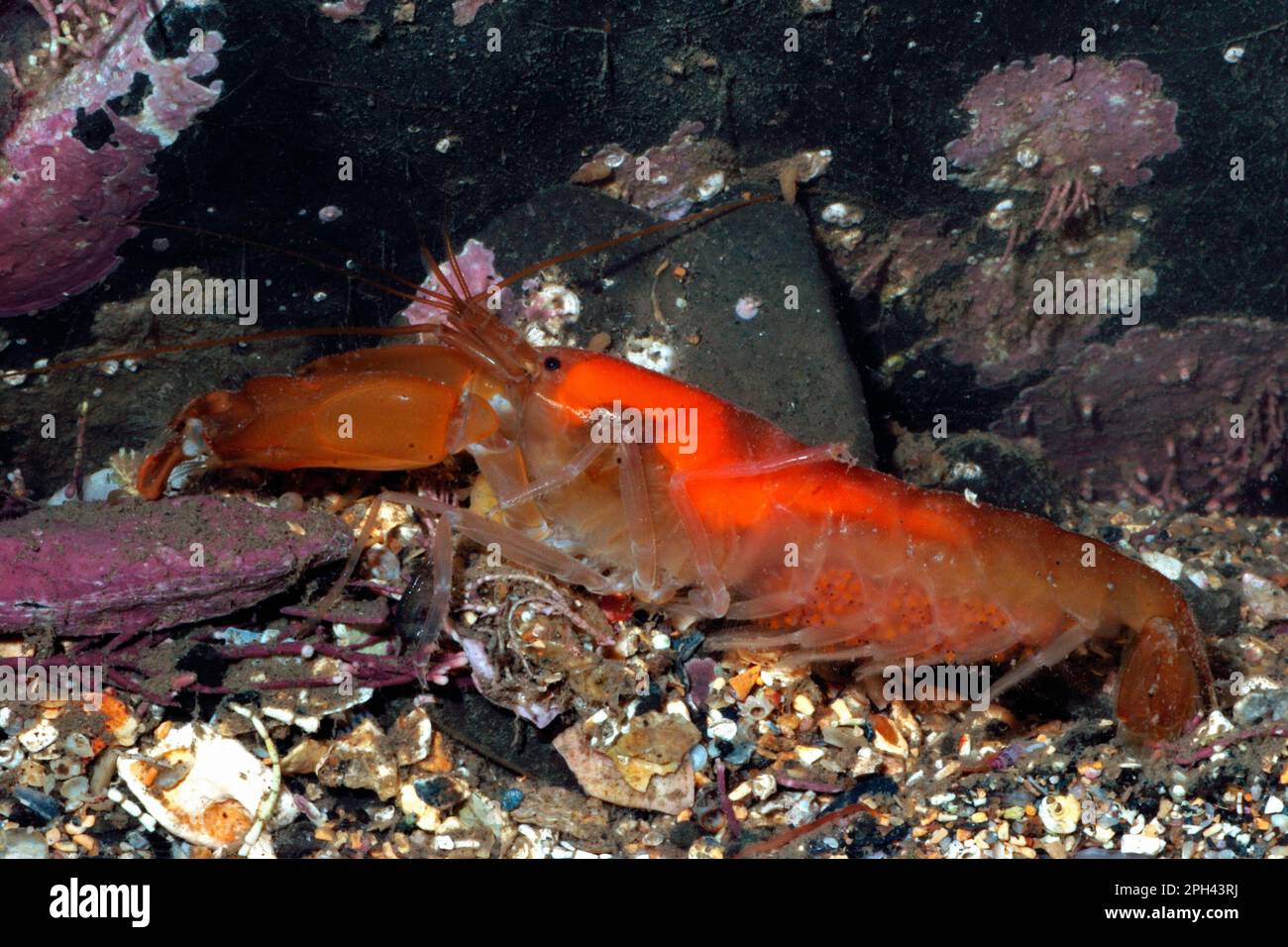 Snapping Prawn (Alpheus macrocheles) adult female with eggs, under rock ...
