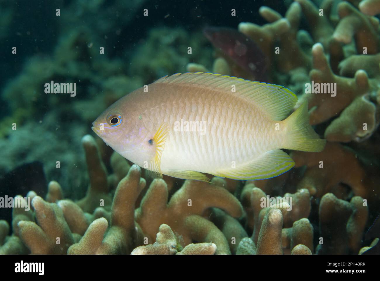 Reid's Damsel (Pomacentrus reidi) adult, swimming, Lembeh Straits ...