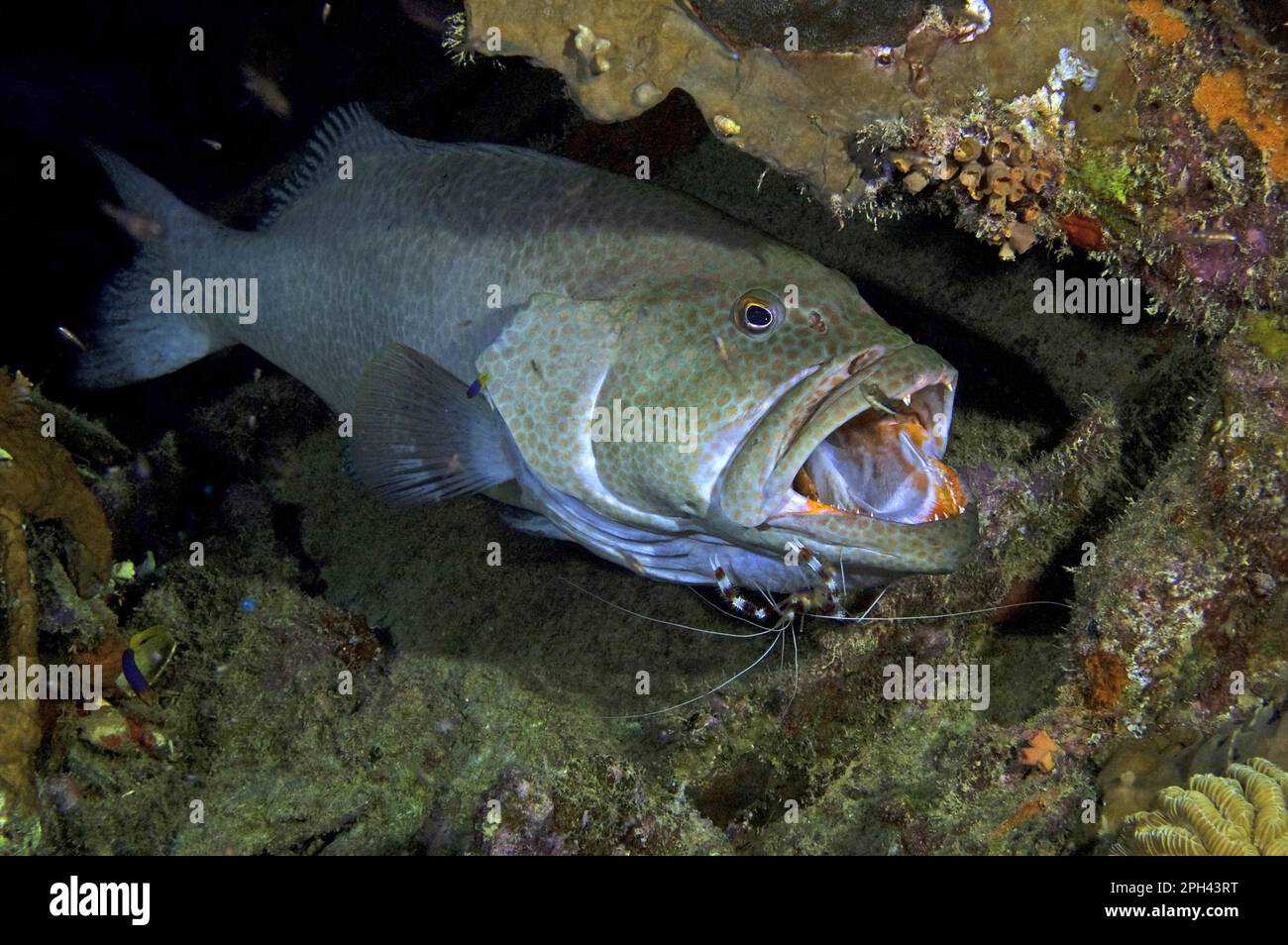 Adult yellowfin grouper (Mycteroperca venenosa), wreck cleaning station ...