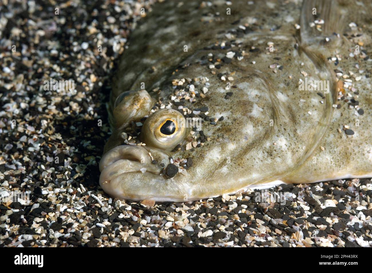 European european plaice (Pleuronectes platessa) adult, close-up of ...