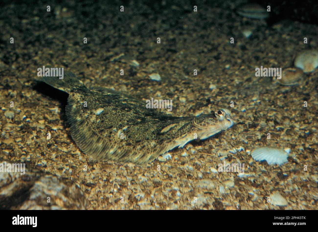 Lemon sole (Microstomus kitt) Well camouflaged against shingle Stock ...