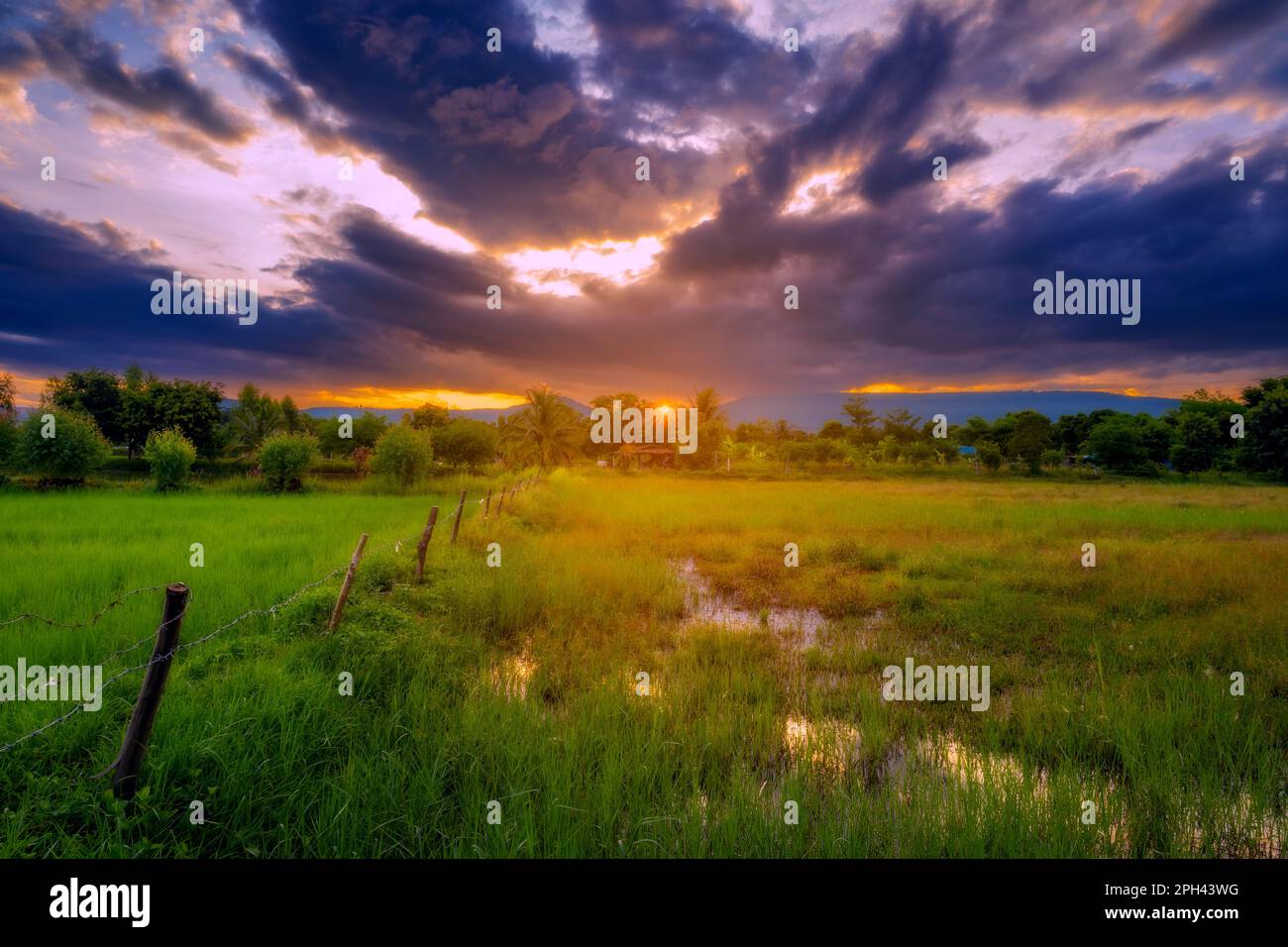 Natural scenic rice field and sunset in thailand Stock Photo - Alamy