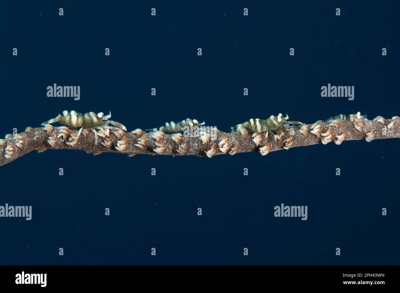 Black coral partner shrimp, Black coral partner shrimp, Partner shrimp ... Black coral partner shrimp, Black coral partner shrimp, Partner shrimp ...