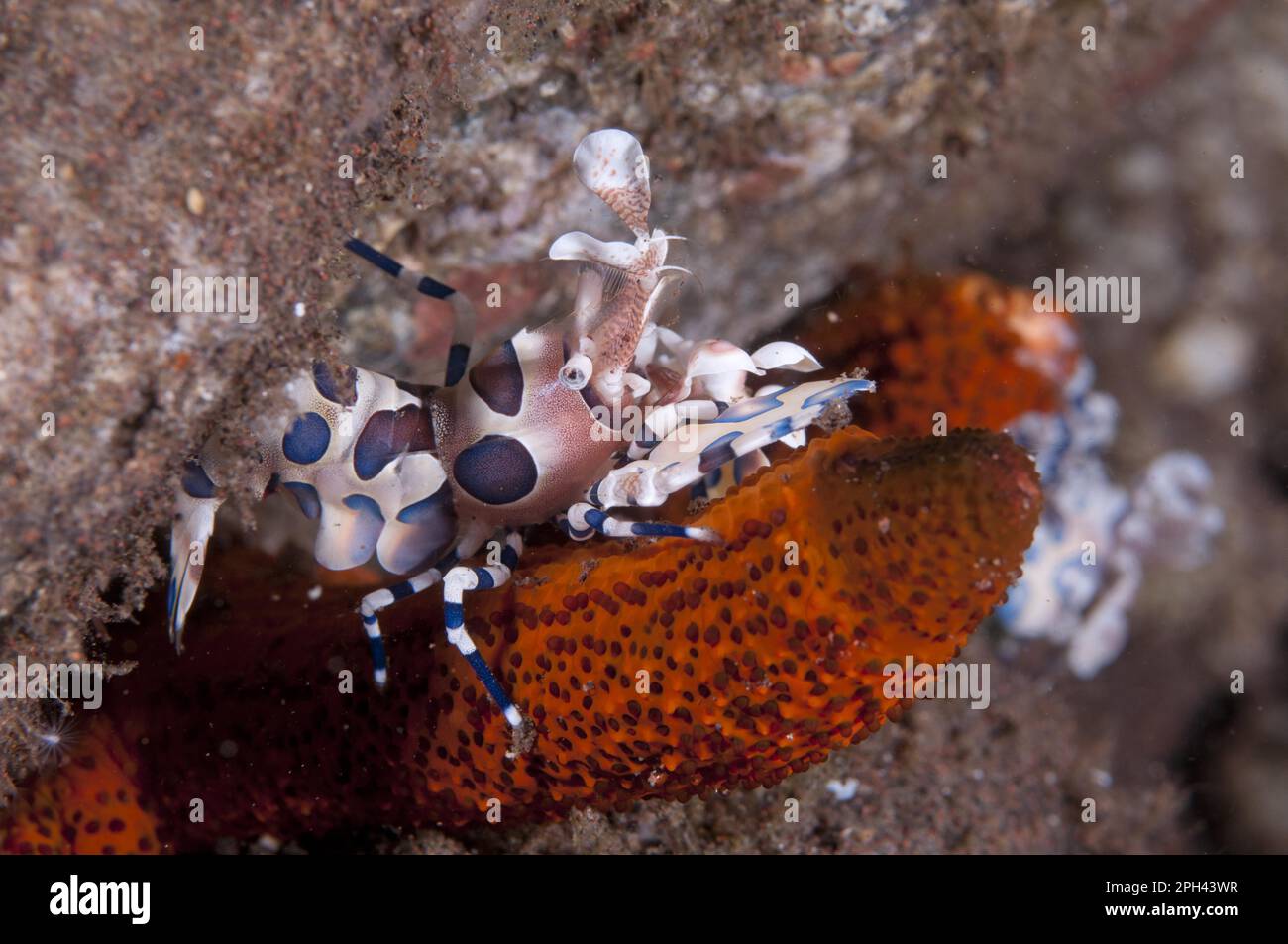 Western eastern harlequin shrimp (Hymenocera elegans), Other animals ...
