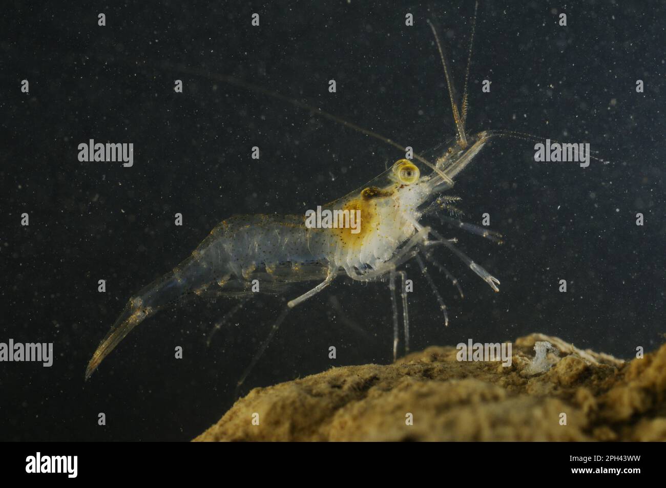 Pond shrimp (Palaemonetes antennarius), European freshwater shrimp ...