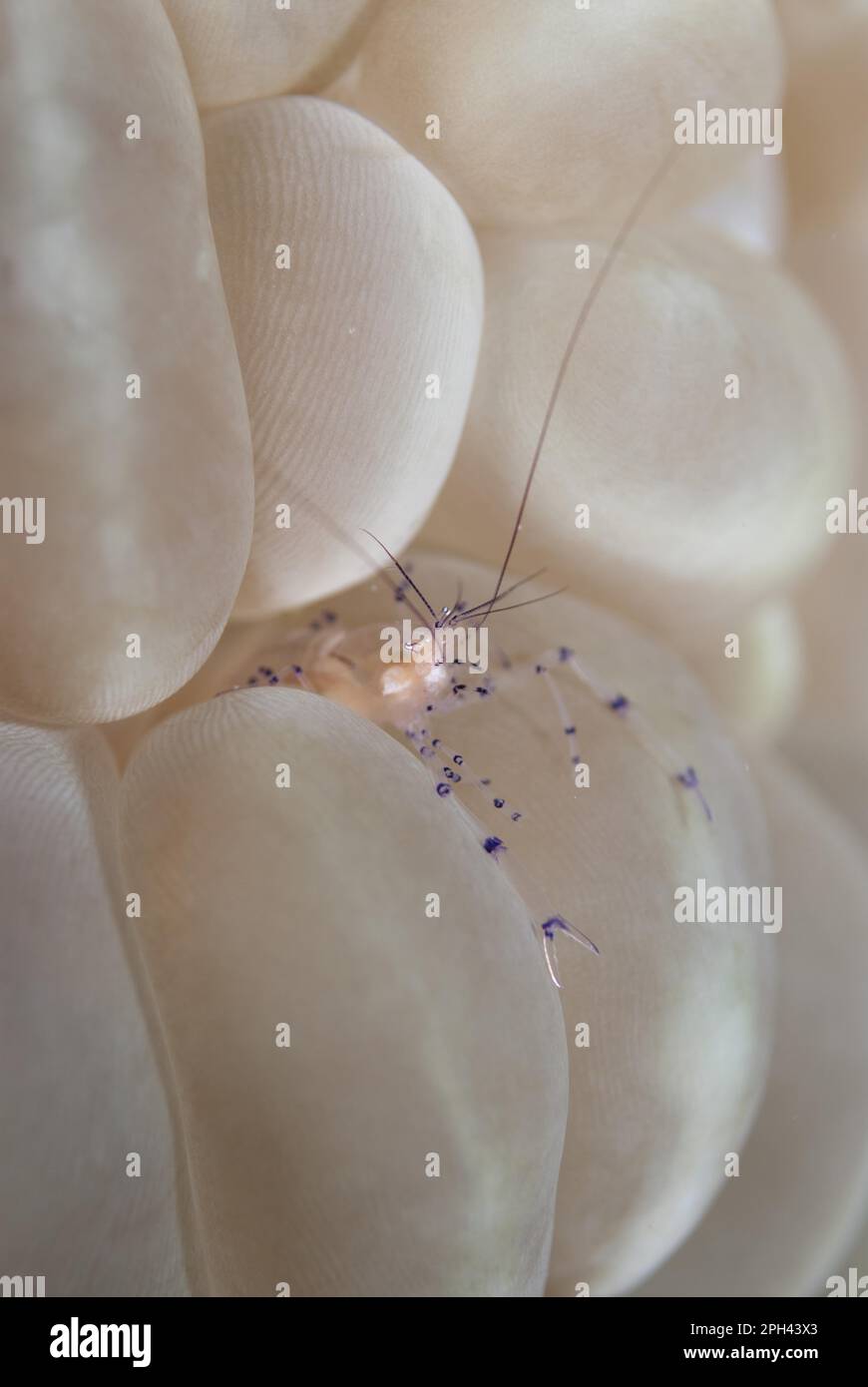 Adult bubble coral (Plerogyra sinuosa) shrimp (Vir philippinensis ...