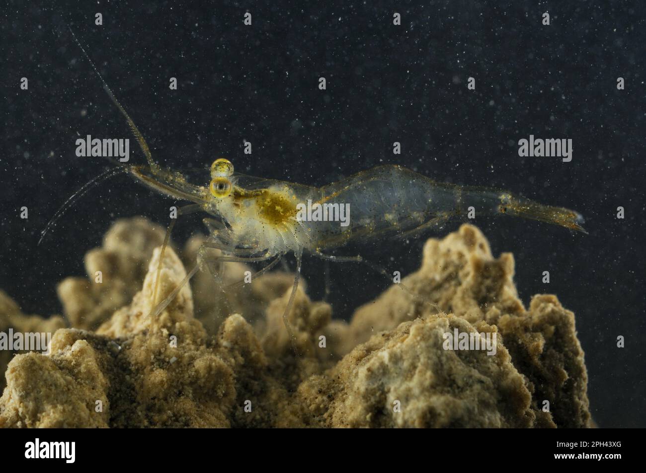 Pond Shrimp (Palaemonetes antennarius) adult, on rock underwater, Italy ...