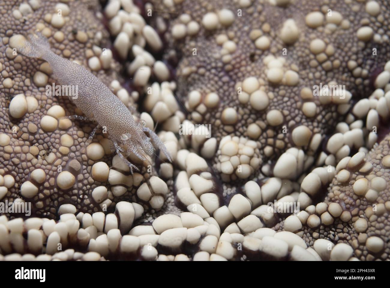 Rounded starfish shrimp (Zenopontonia noverca) adult, camouflaged on the underside of the ...