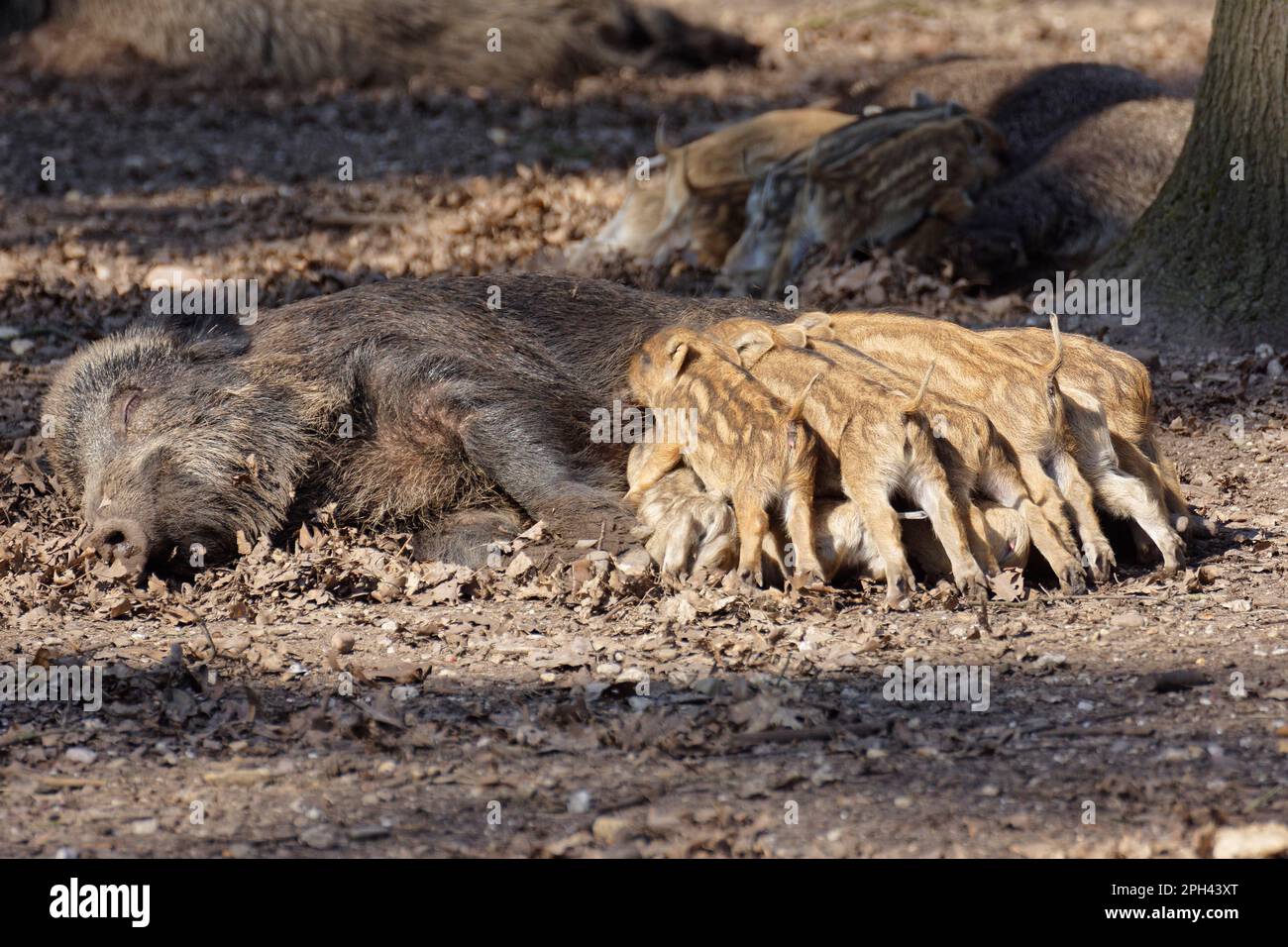 Wild boar (Sus scrofa) brook suckling freshlings, Huelser Berg ...