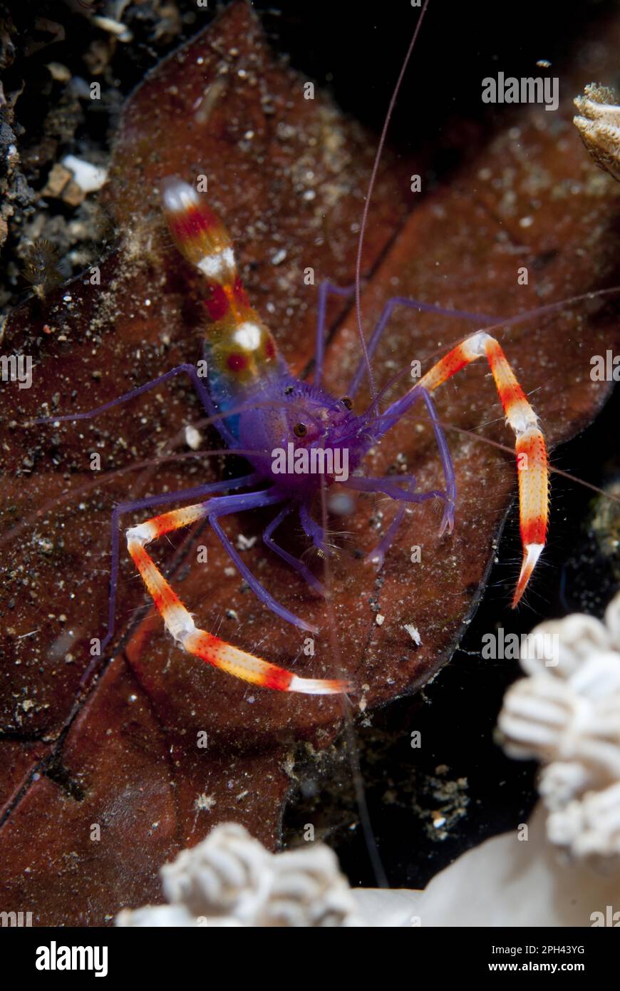 Blue Body Scissor Shrimp, Blue Body Scissor Shrimp (Stenopus ...