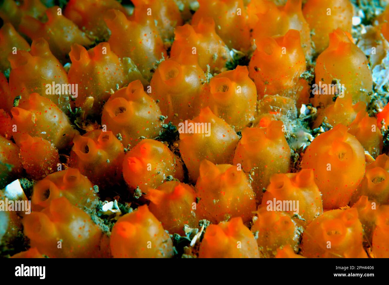 Sea squirt, Sea squirts, Other animals, Animals, tunicates, Baked Bean ...