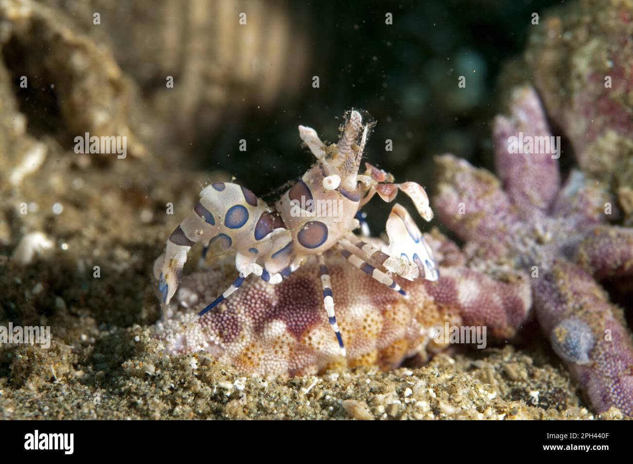 Western eastern harlequin shrimp (Hymenocera elegans), Other Animals ...