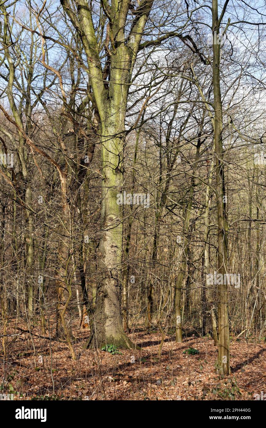 English oak (Quercus robur), Huelser Bruch nature reserve, Krefeld ...