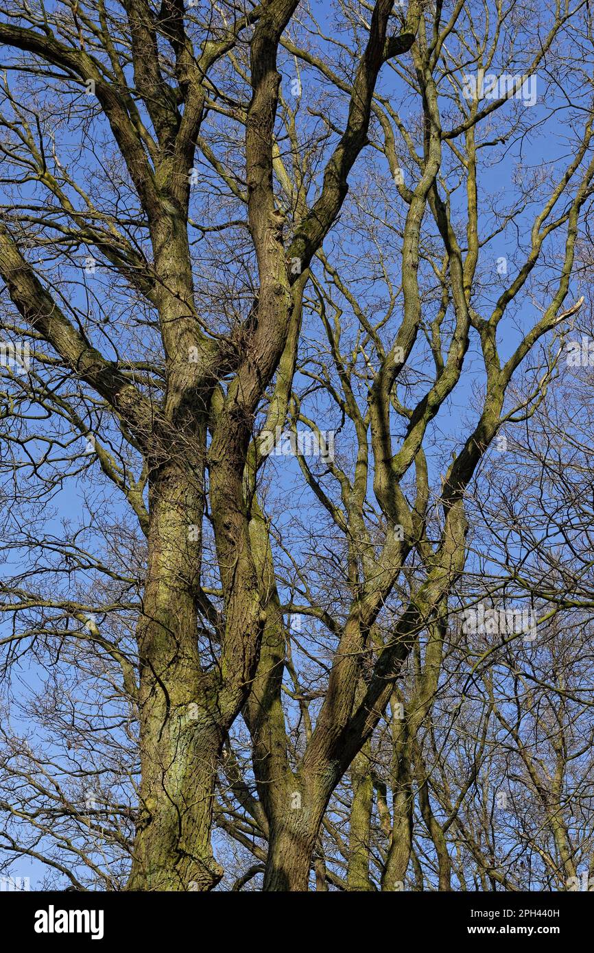 English oak (Quercus robur), Huelser Bruch nature reserve, Krefeld ...
