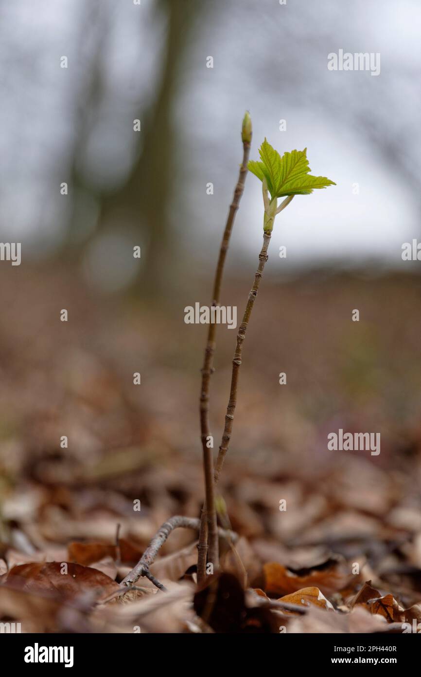 Sycamore seedling hi-res stock photography and images - Alamy