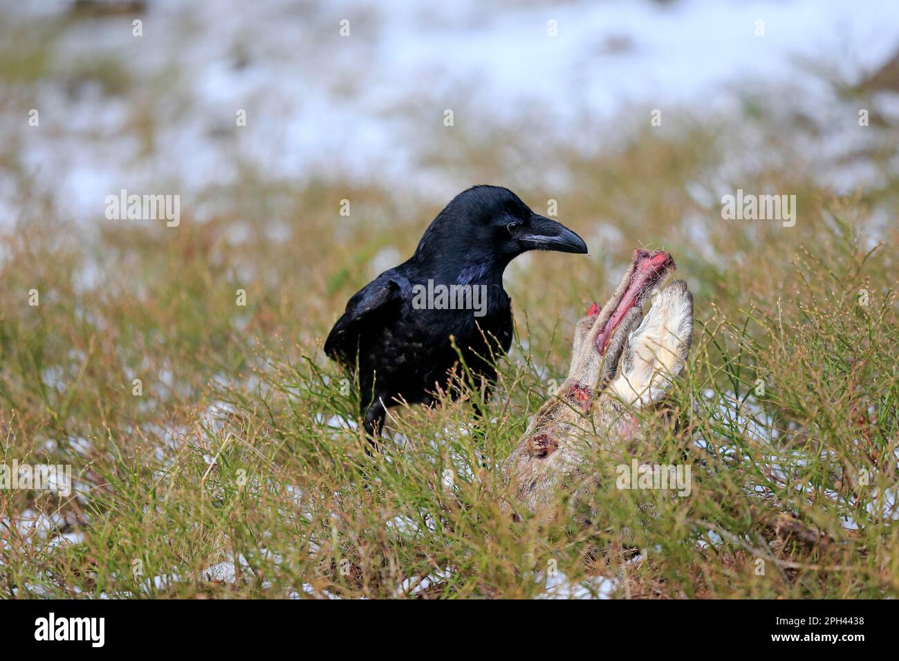 Common raven (Corvus corax), adult, Zdarske Vrchy, Bohemian-Moravian ...