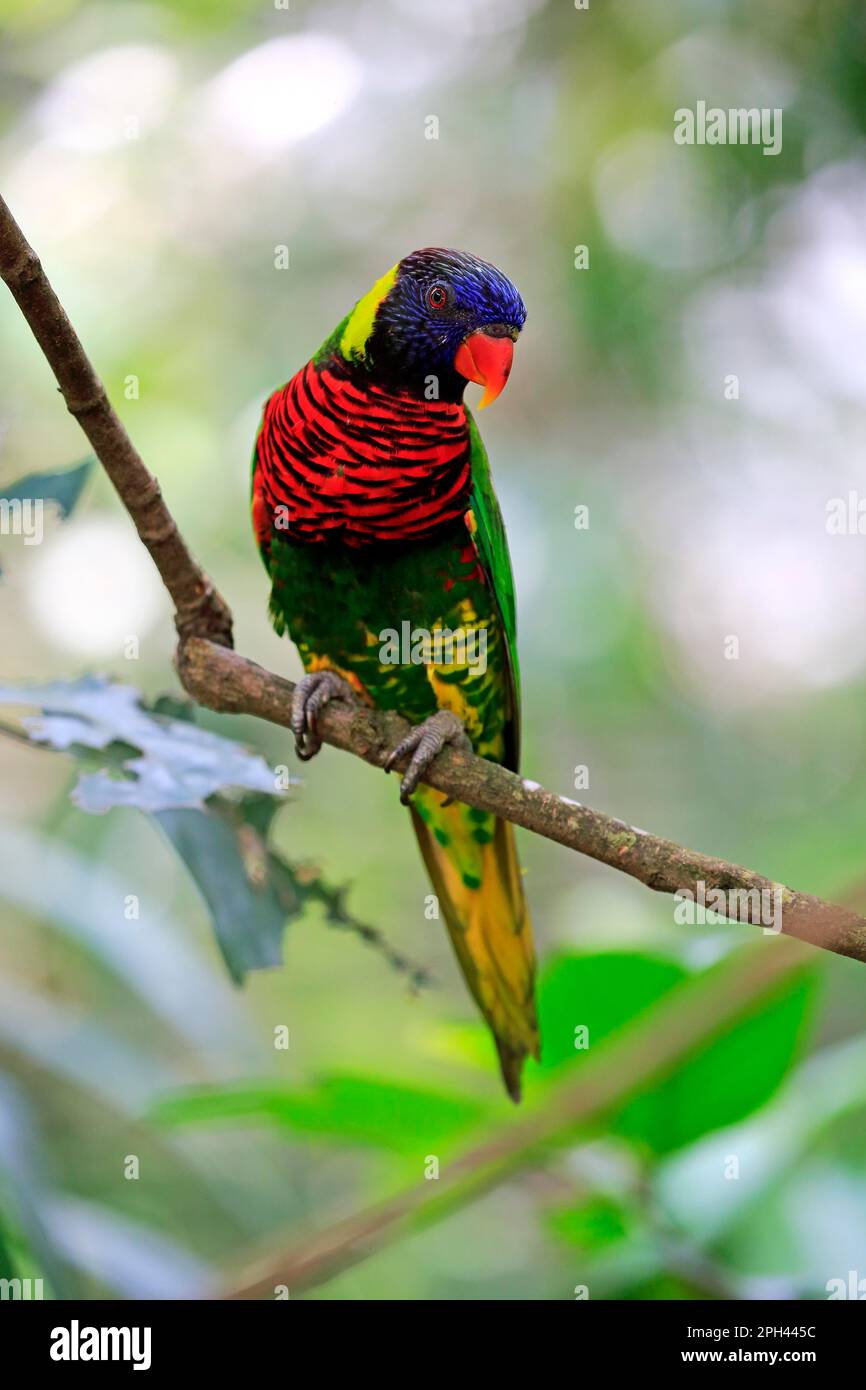 Coconut lorikeet (Trichoglossus haematodus), adult on tree, Australia ...