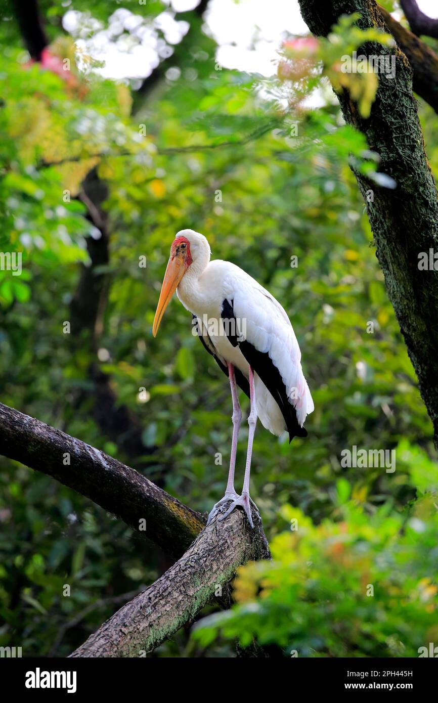 Painted Stork (Mycteria leucocephala), adult on tree, Singapore, Asia ...