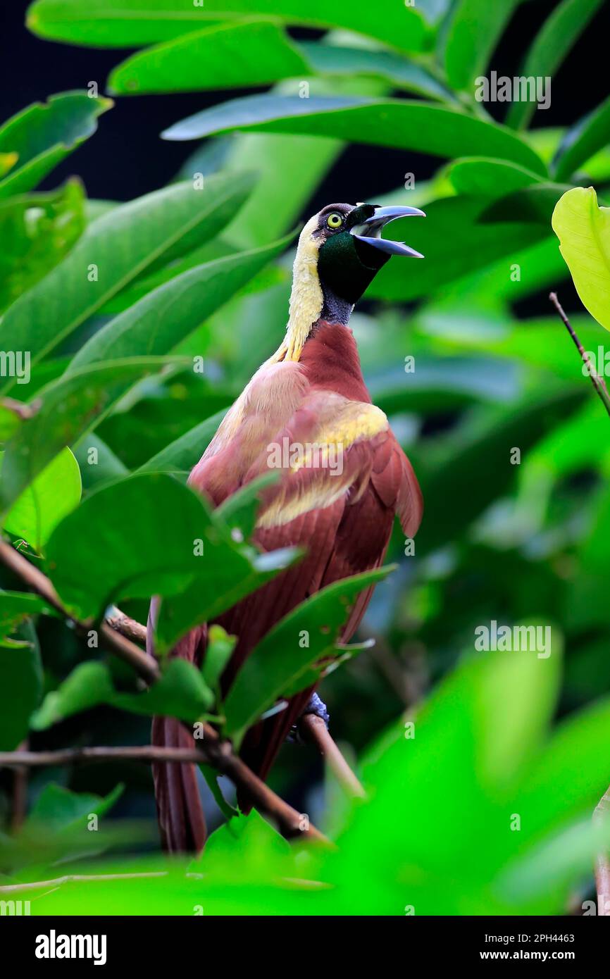 Lesser Bird of Paradise (Paradisaea minor), adult male on branch ...