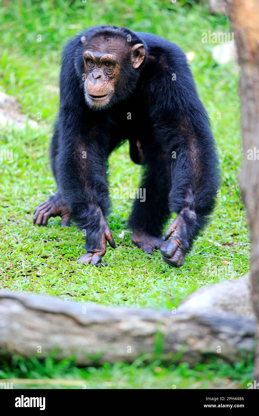 Mature male chimpanzee pan hi-res stock photography and images - Alamy