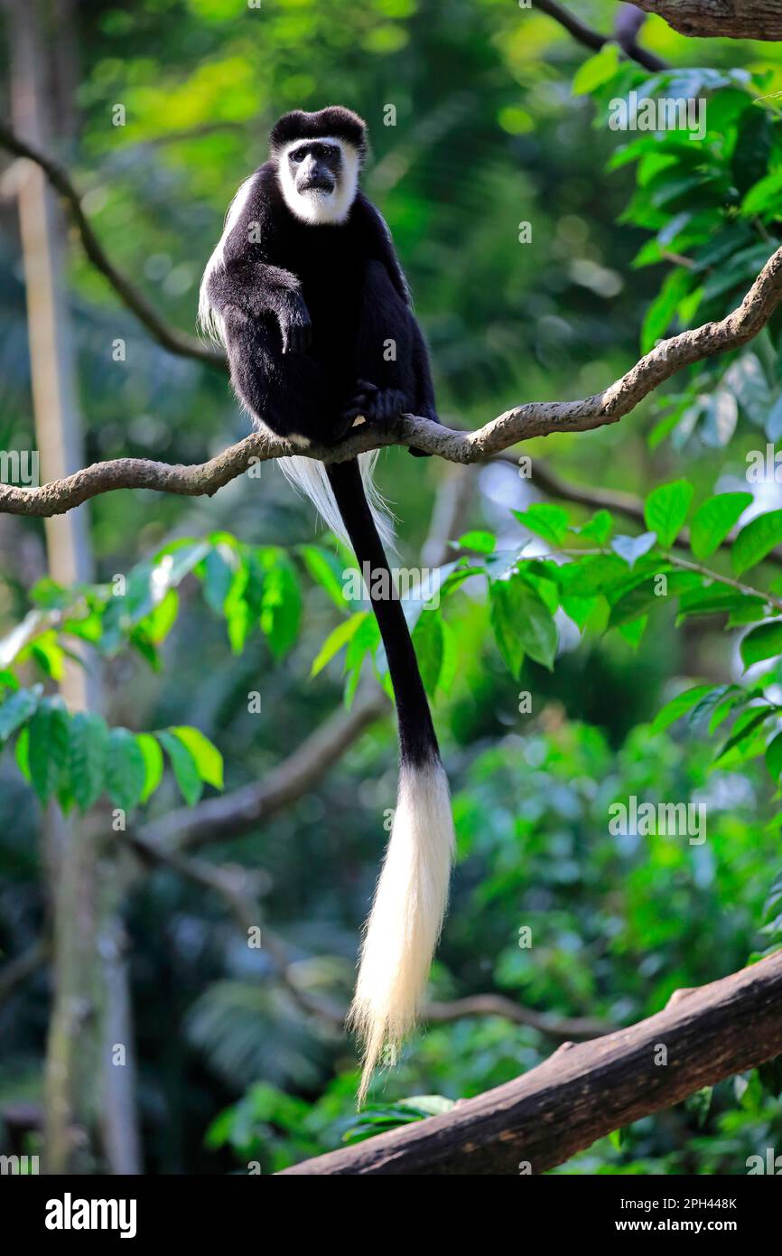 Angolan black white colobus colobus hi-res stock photography and images ...
