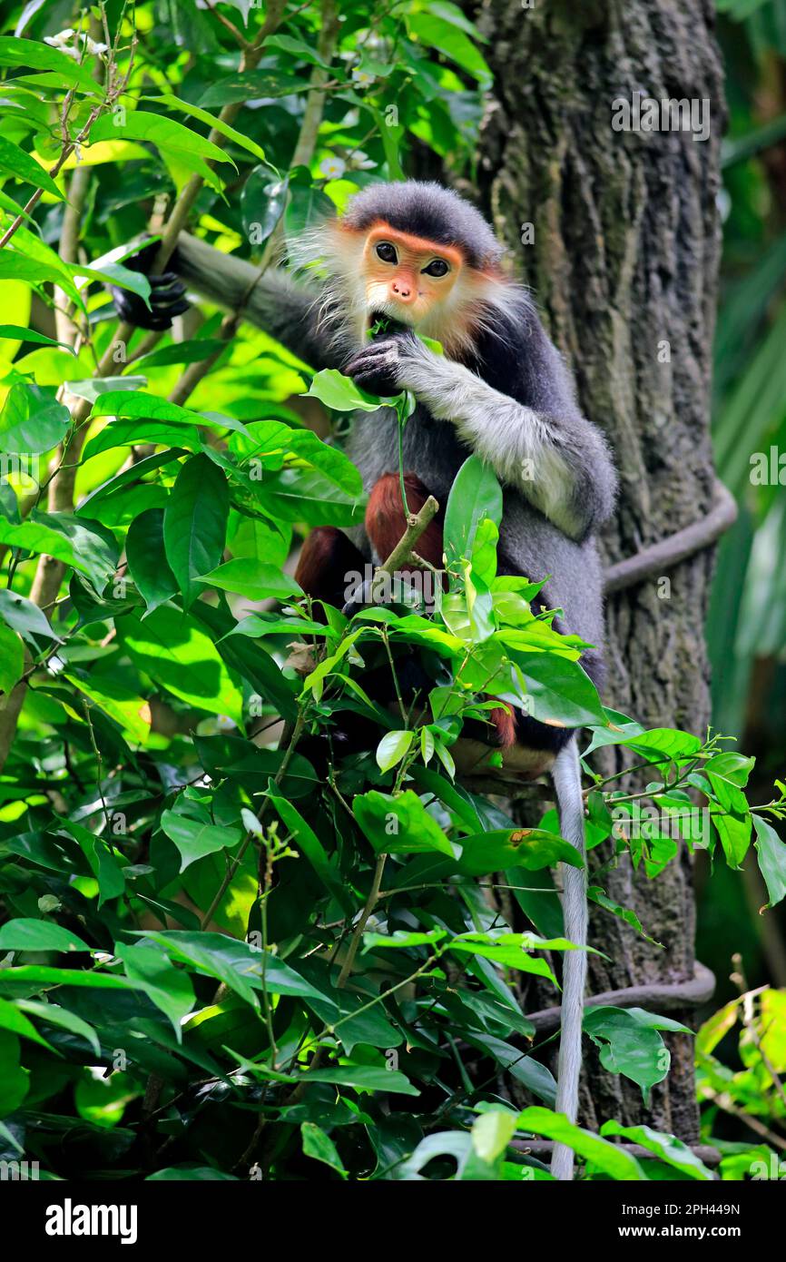 Douc (Pygathrix nemaeus), adult feeding on tree Stock Photo - Alamy