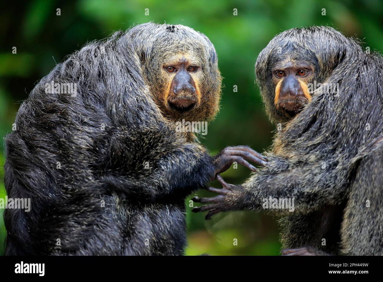 White-faced saki (Pithecia pithecia), adult, female, two, social ...