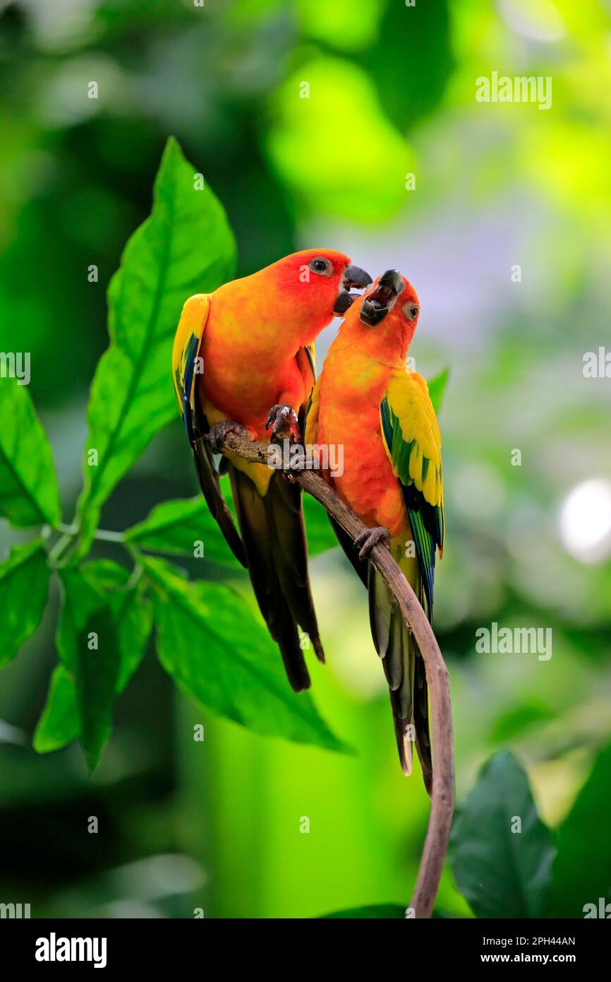 Sun Conure (Aratinga solstitialis), adult couple on branch, social ...