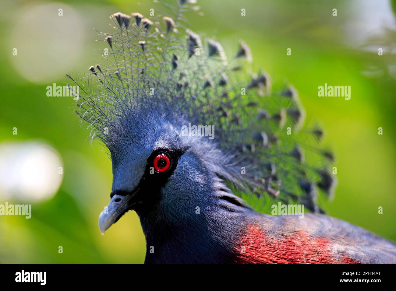 Southern Crowned Pigeon (Goura scheepmakeri), adult portrait, captive ...