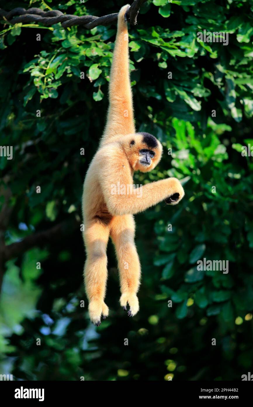 Yellow-cheeked gibbon (Nomascus gabriellae), adult, female Stock Photo ...