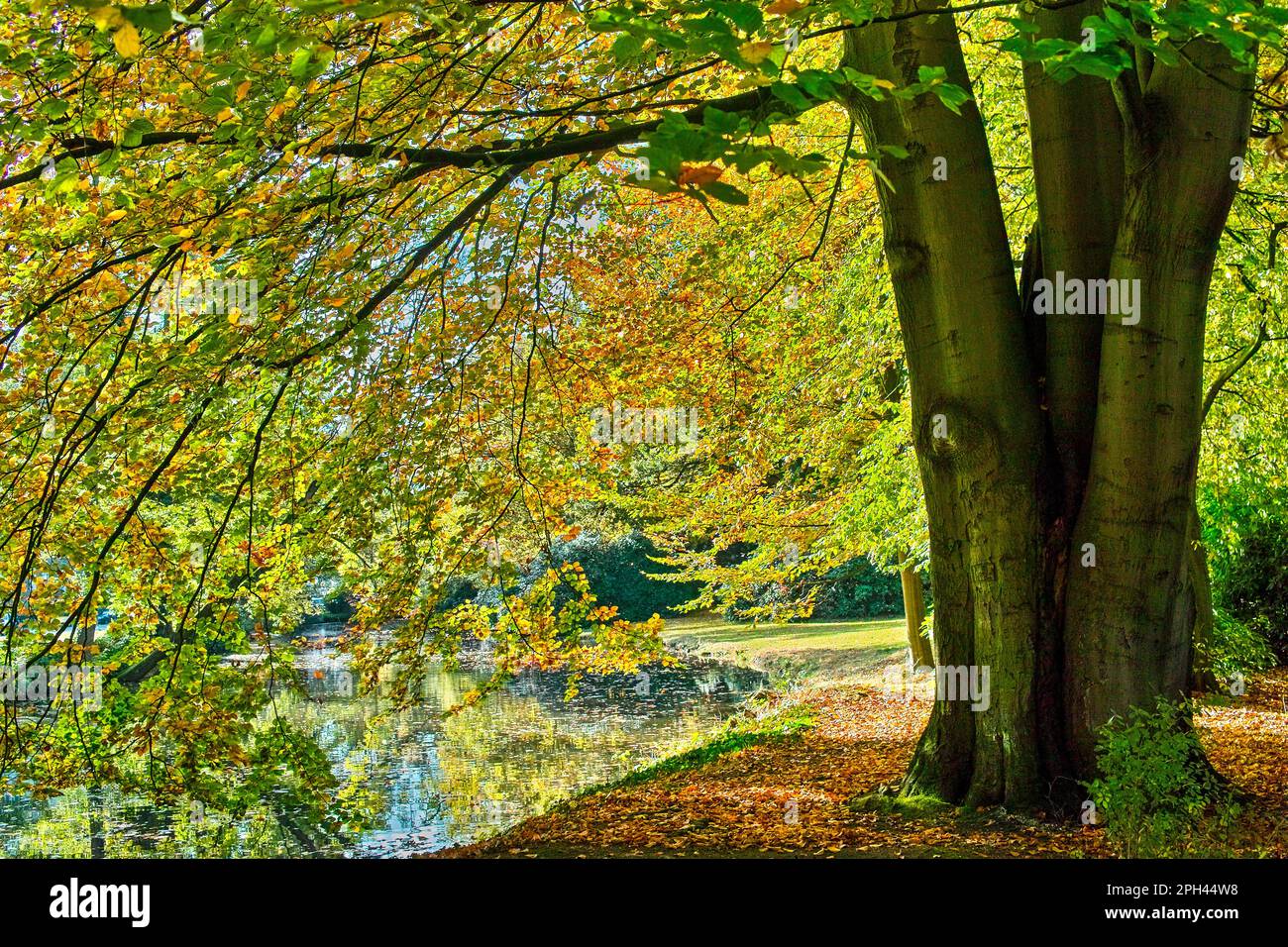 Common beech (Fagus sylvatica) in autumn Stock Photo - Alamy