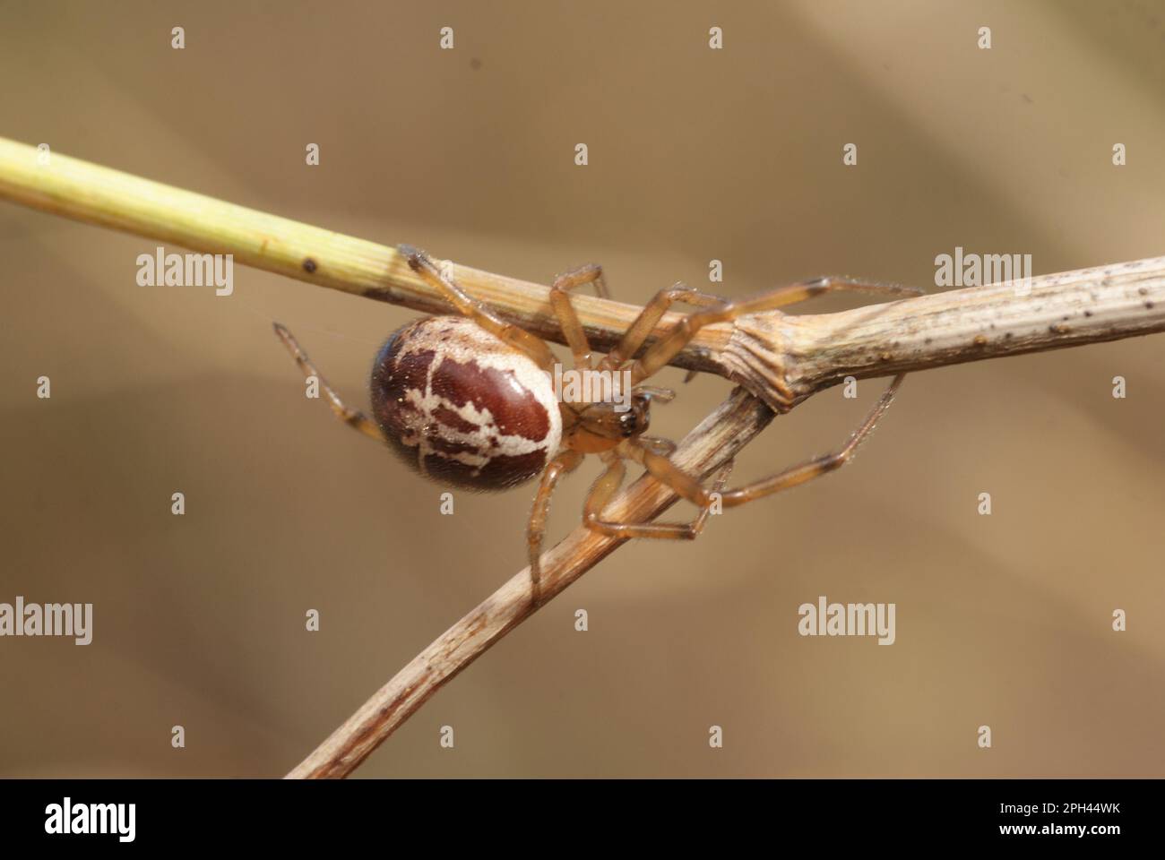 False black widow spider hi-res stock photography and images - Alamy