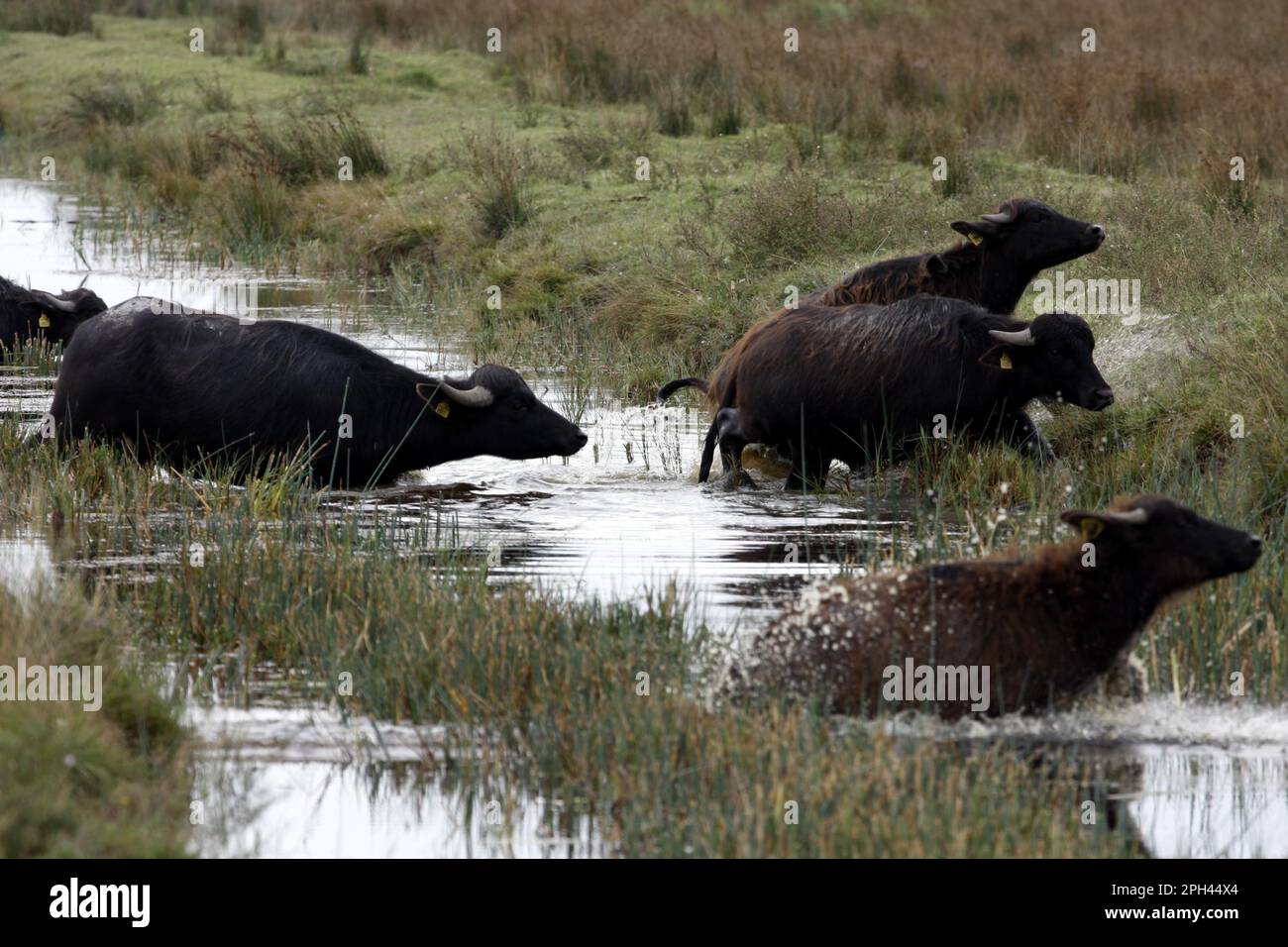 Asian water buffalo Stock Photo - Alamy