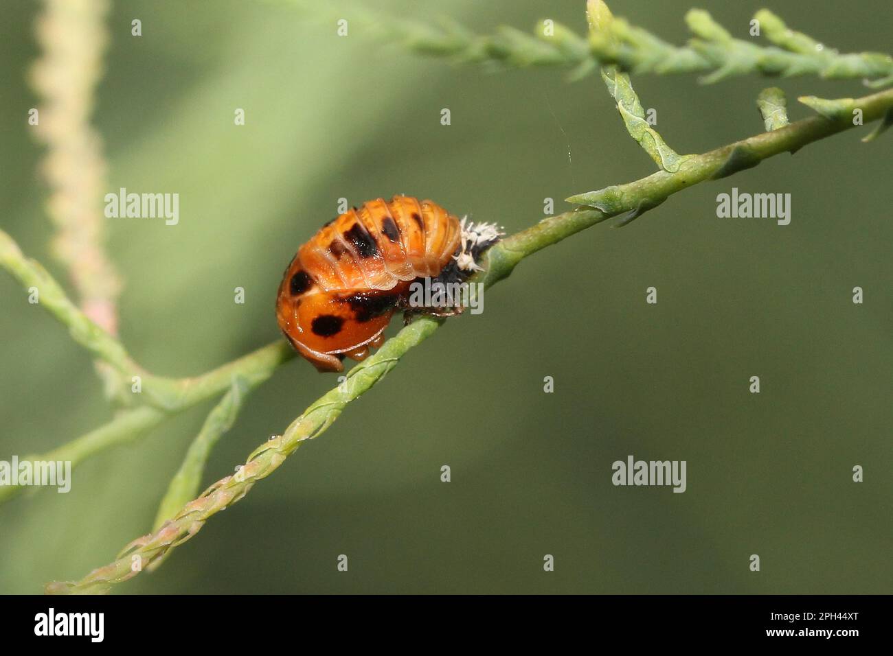 Asian ladybird hi-res stock photography and images - Alamy