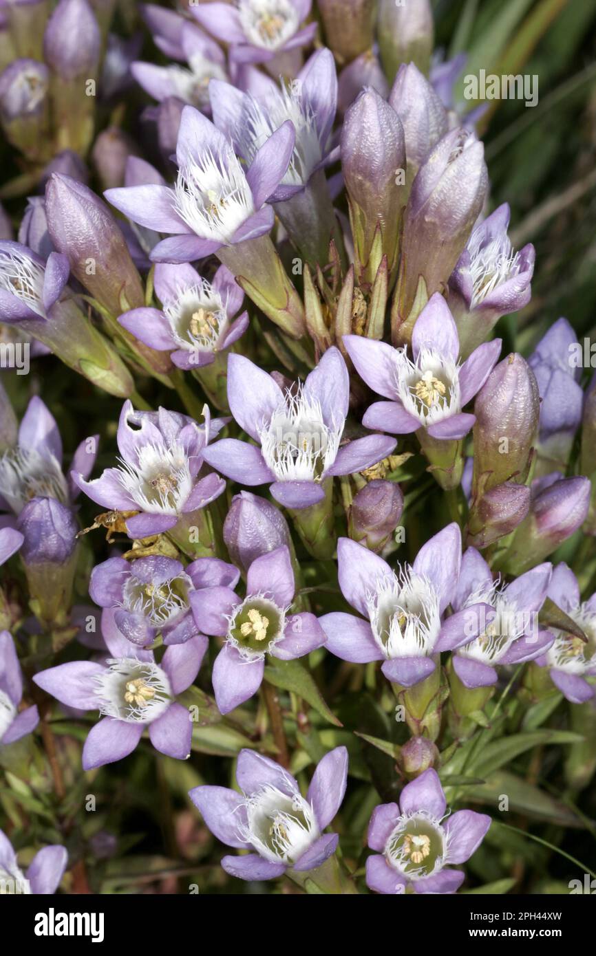 Austrian gentian hi-res stock photography and images - Alamy